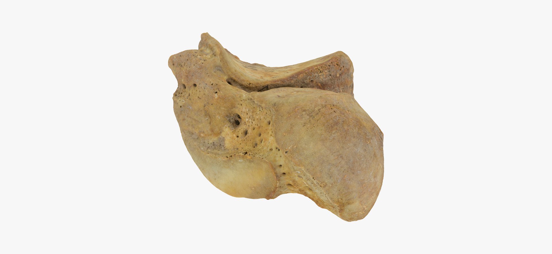 3D Model Talus Bone 01 Raw - TurboSquid 1545682