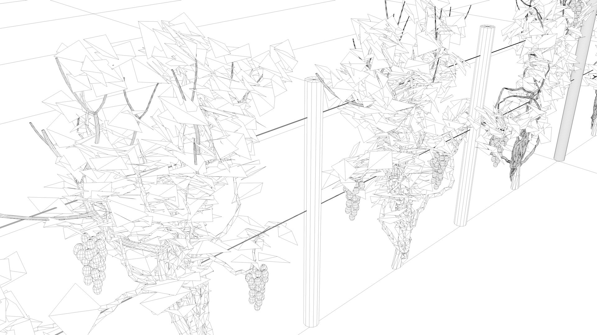 Grape Vines Vineyard Plant Model - TurboSquid 1618961