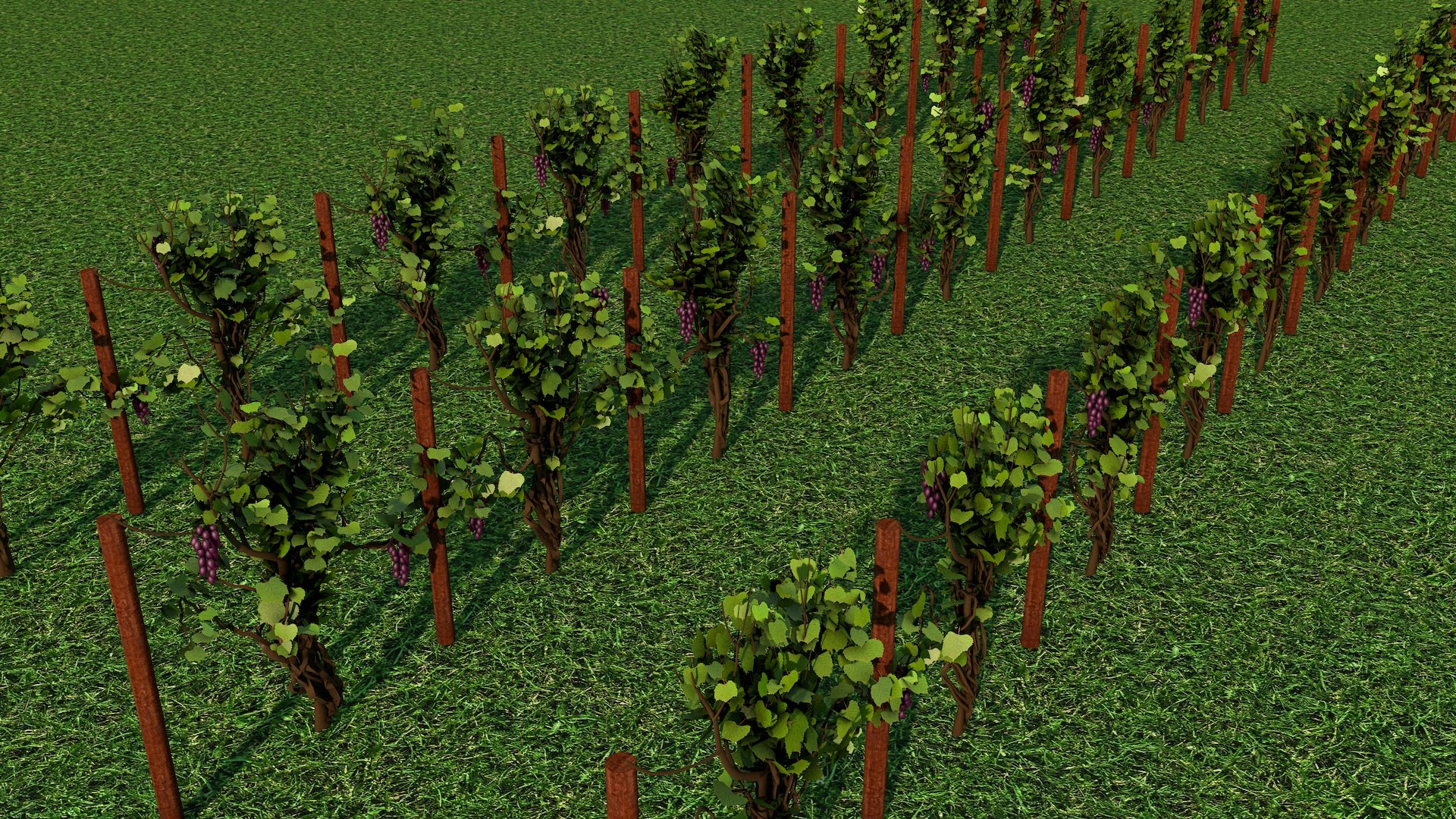 Grape Vines Vineyard Plant Model - TurboSquid 1618961