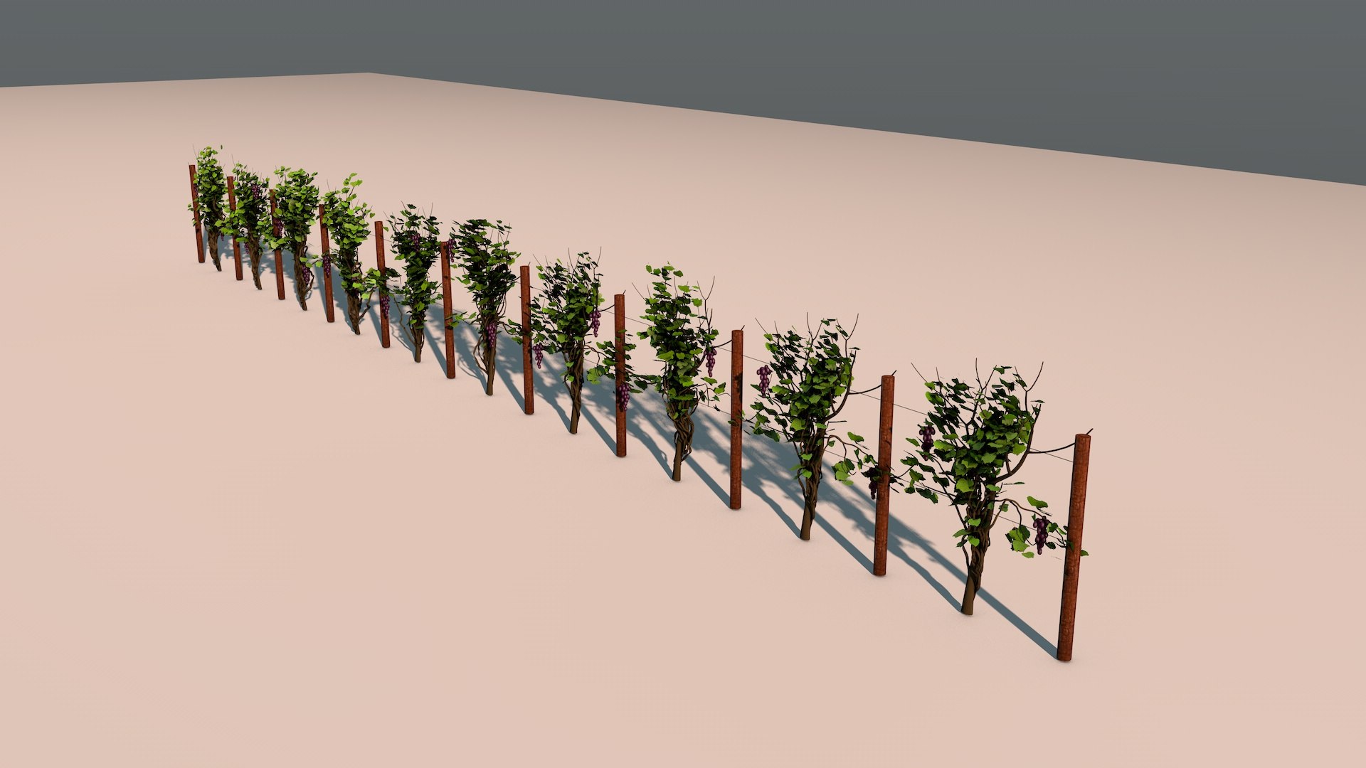 Grape Vines Vineyard Plant Model - TurboSquid 1618961