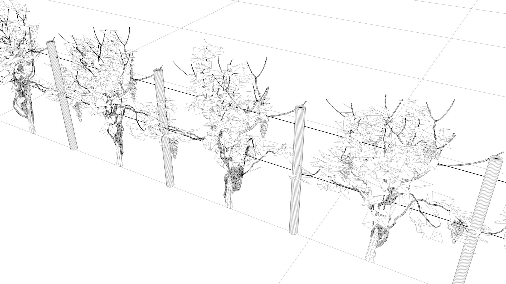 Grape Vines Vineyard Plant Model - TurboSquid 1618961