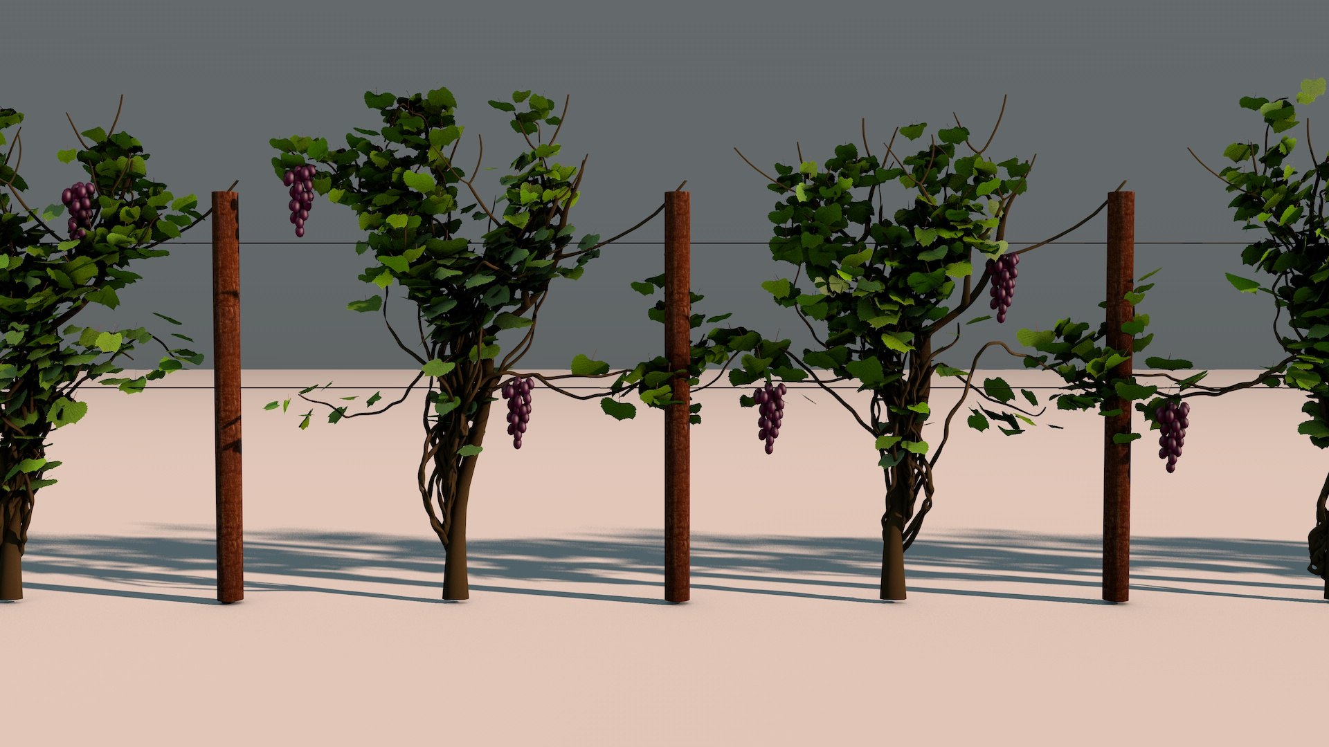 Grape Vines Vineyard Plant Model - TurboSquid 1618961
