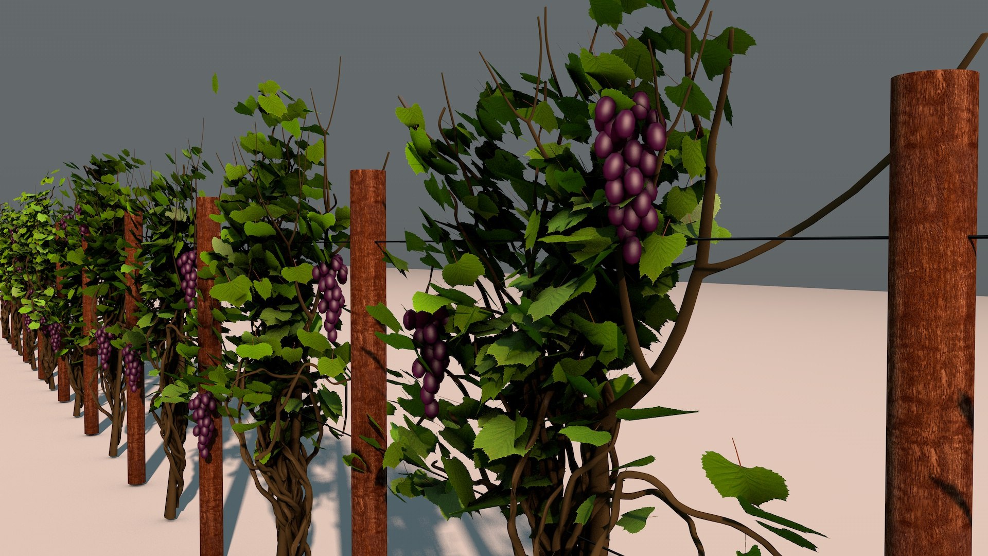 Grape Vines Vineyard Plant Model - TurboSquid 1618961