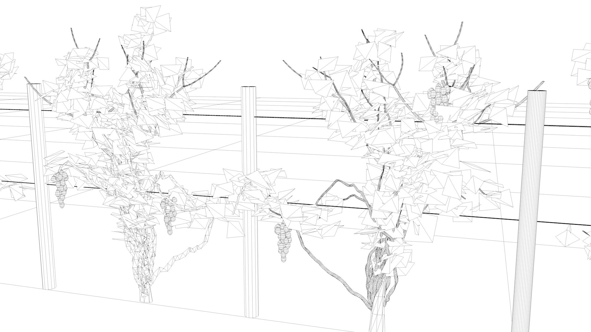 Grape Vines Vineyard Plant Model - TurboSquid 1618961