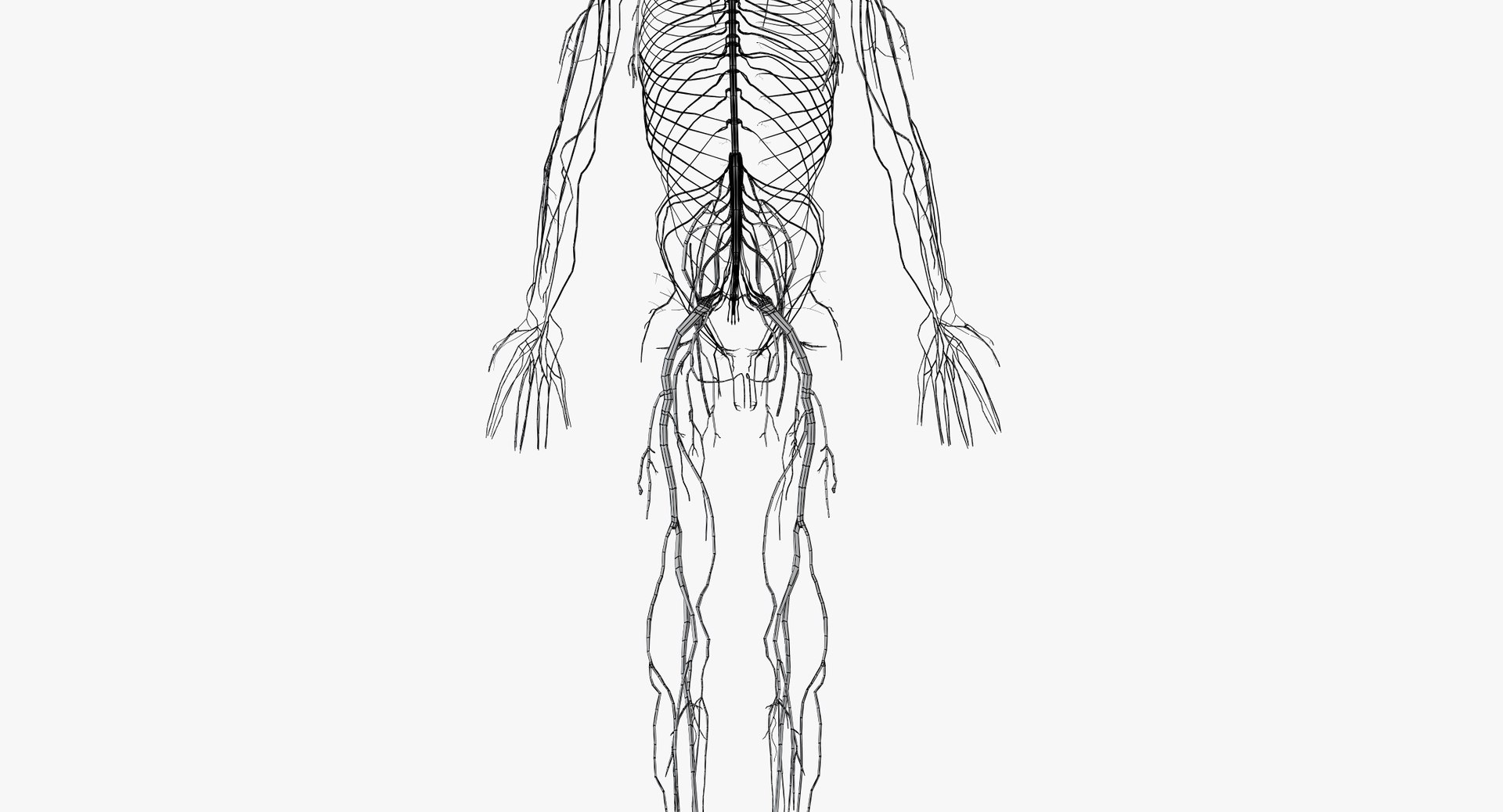 Male Skin Skeleton Nerves 3D Model - TurboSquid 1391277
