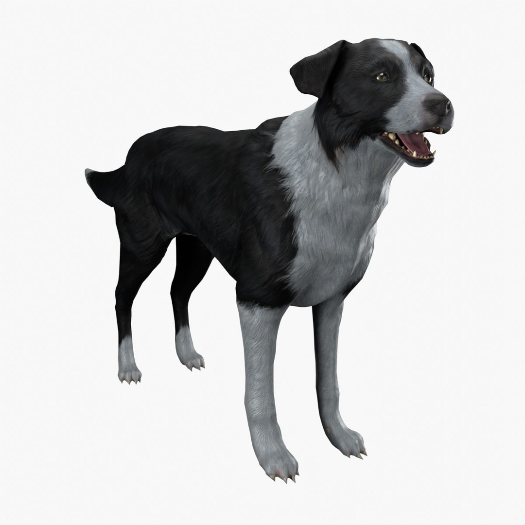 modelo 3d Border Collie - TurboSquid 2061755