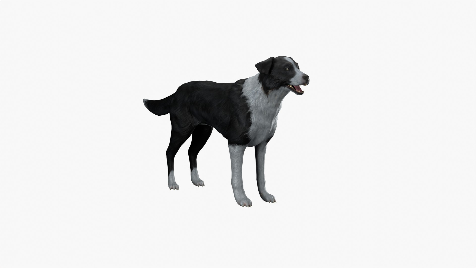 Border Collie Modelo 3D - TurboSquid 2061755