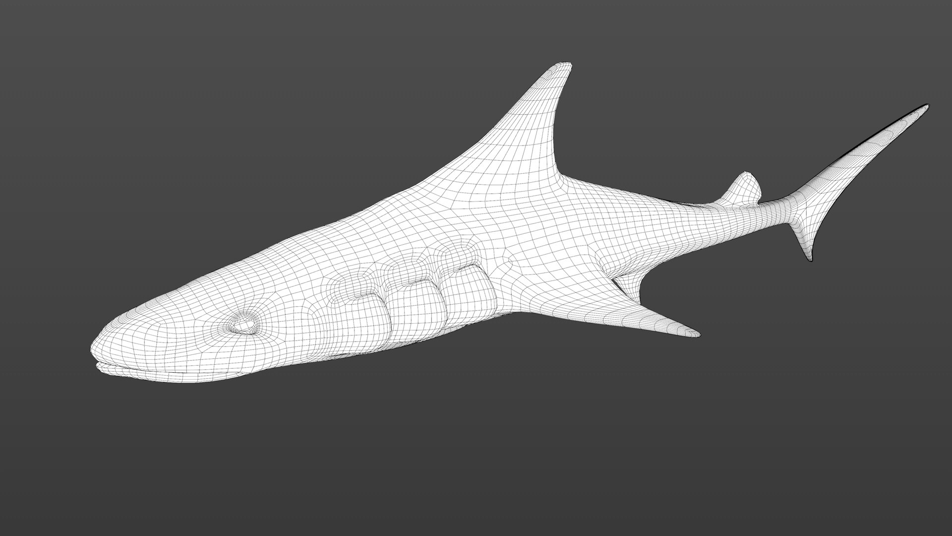 3D Model Shark Rigged - TurboSquid 1903829