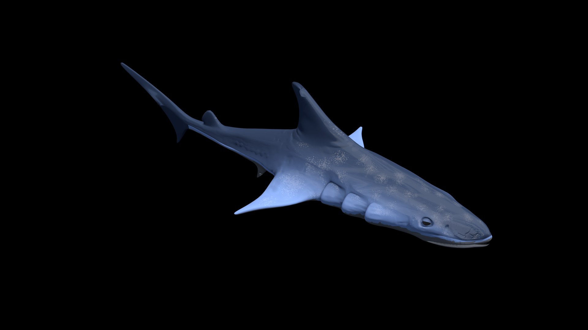 3D Model Shark Rigged - TurboSquid 1903829
