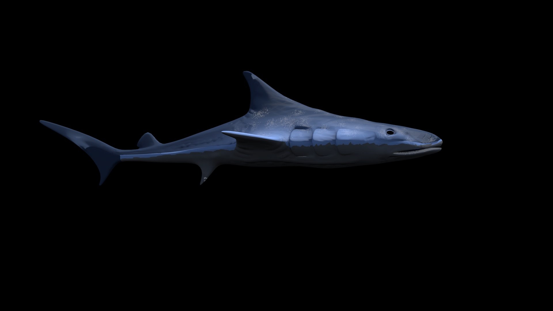 3D Model Shark Rigged - TurboSquid 1903829
