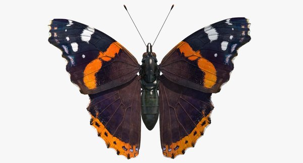 3D red admiral butterfly flying - TurboSquid 1190424