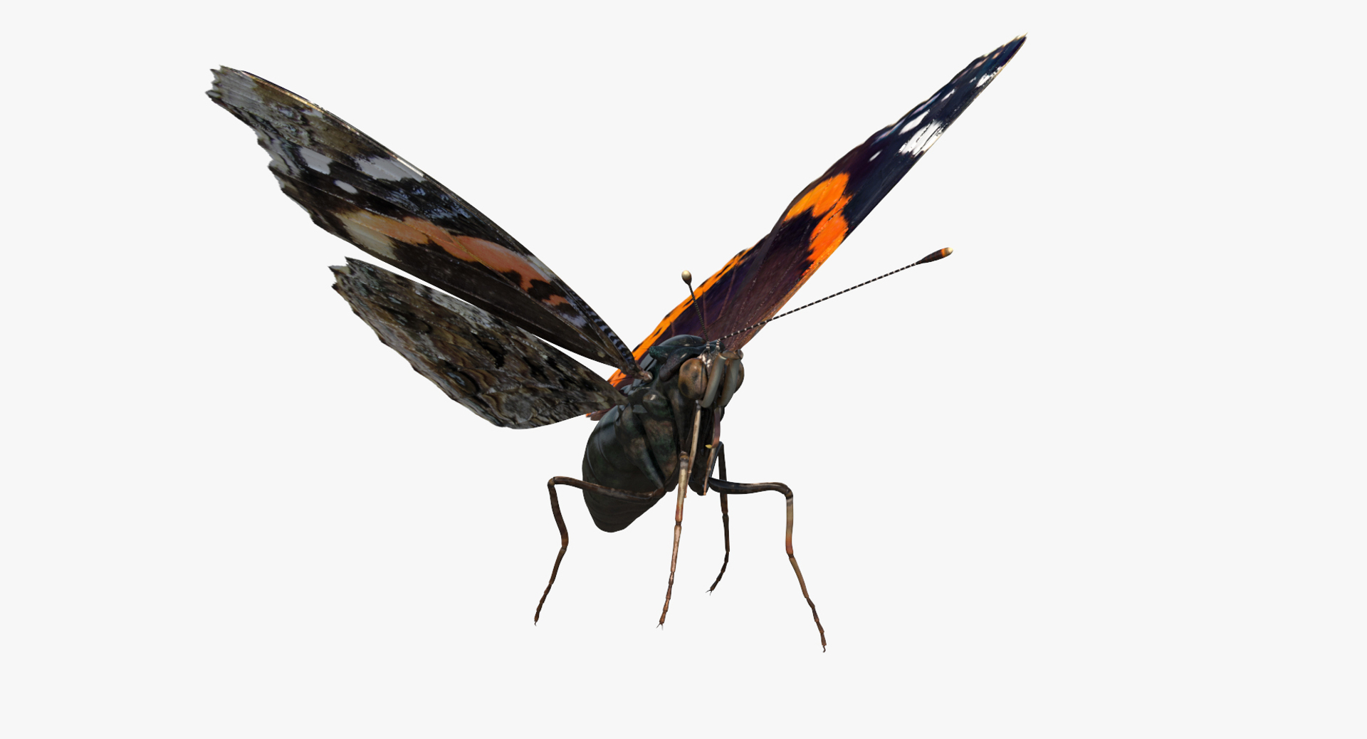3D Red Admiral Butterfly Flying - TurboSquid 1190424