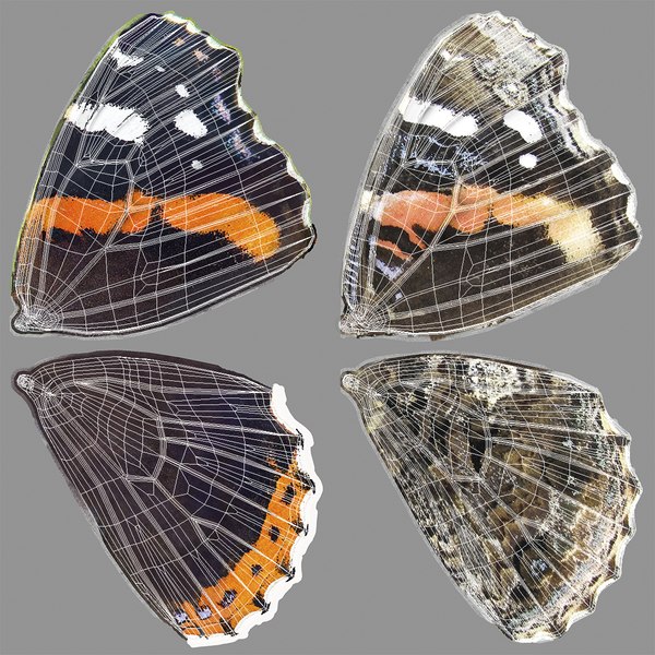 3D red admiral butterfly flying - TurboSquid 1190424