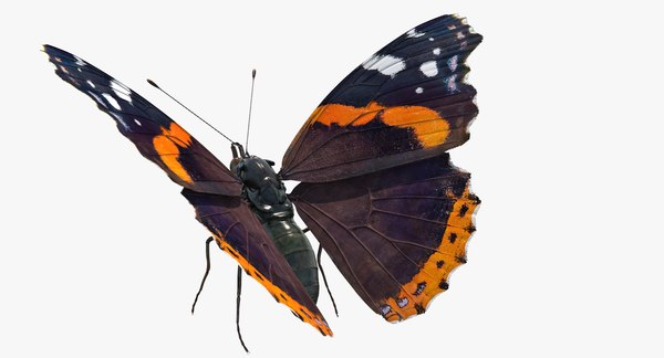 3D red admiral butterfly flying - TurboSquid 1190424