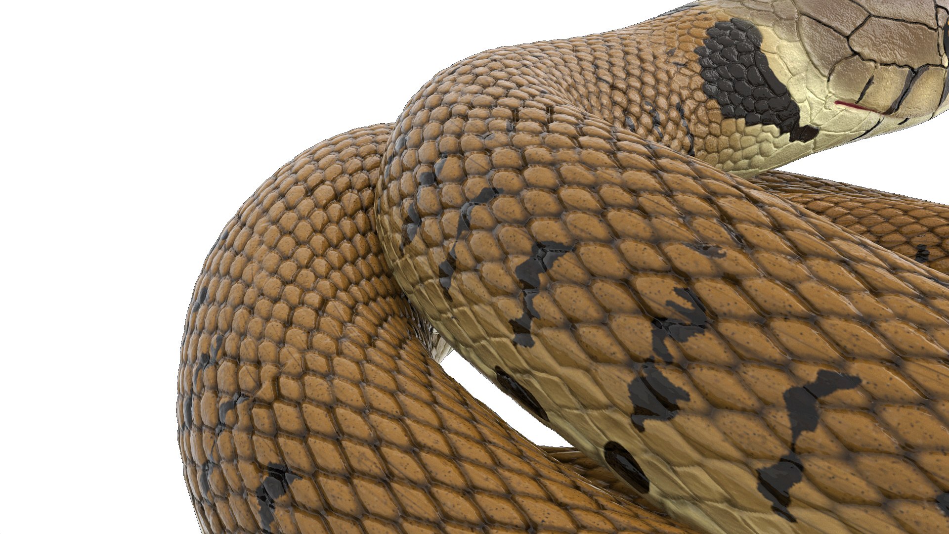 3D Ringed Snake Brown Coiled For 3D Print - TurboSquid 2281814