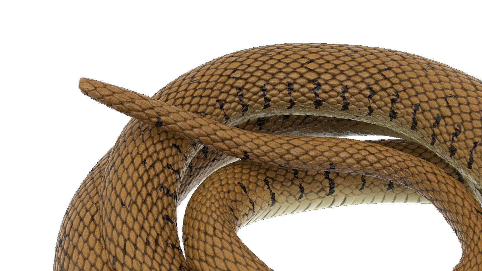 3D Ringed Snake Brown Coiled For 3D Print - TurboSquid 2281814
