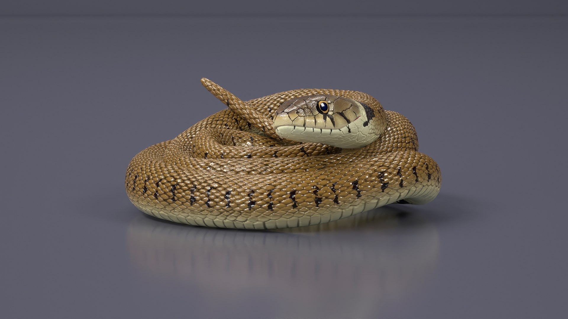 3D Ringed Snake Brown Coiled For 3D Print - TurboSquid 2281814