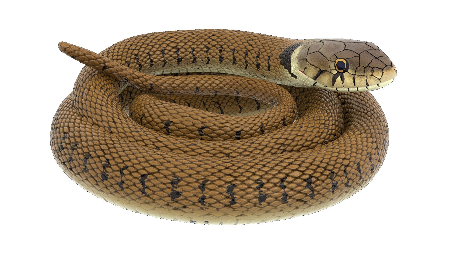 3D Ringed Snake Brown Coiled For 3D Print - TurboSquid 2281814