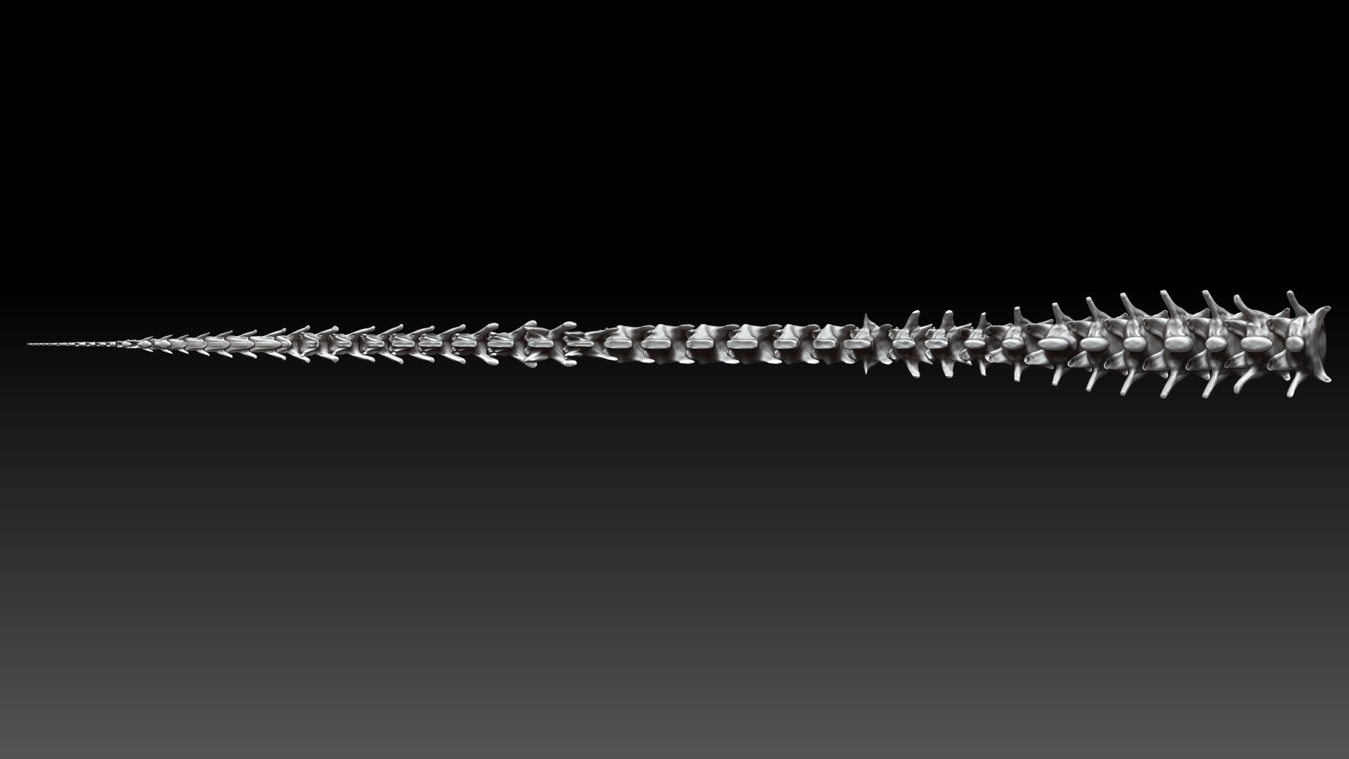 Tarbosaurus Bataar Tail Set 3D - TurboSquid 1902237