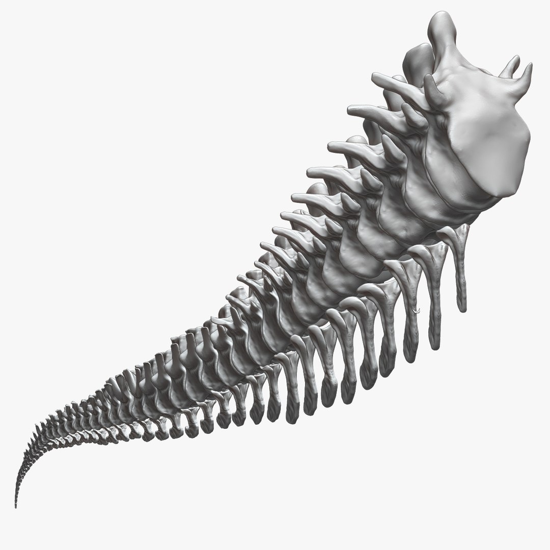 Tarbosaurus Bataar Tail Set 3D - TurboSquid 1902237