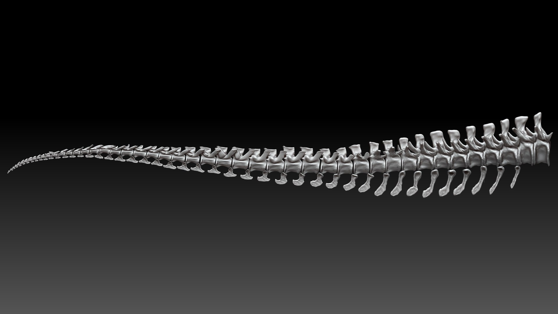 Tarbosaurus Bataar Tail Set 3D - TurboSquid 1902237