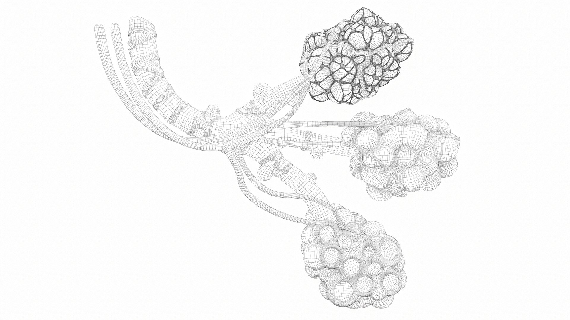 3D Realistic Human Bronchi Alveoli Model - TurboSquid 1499686