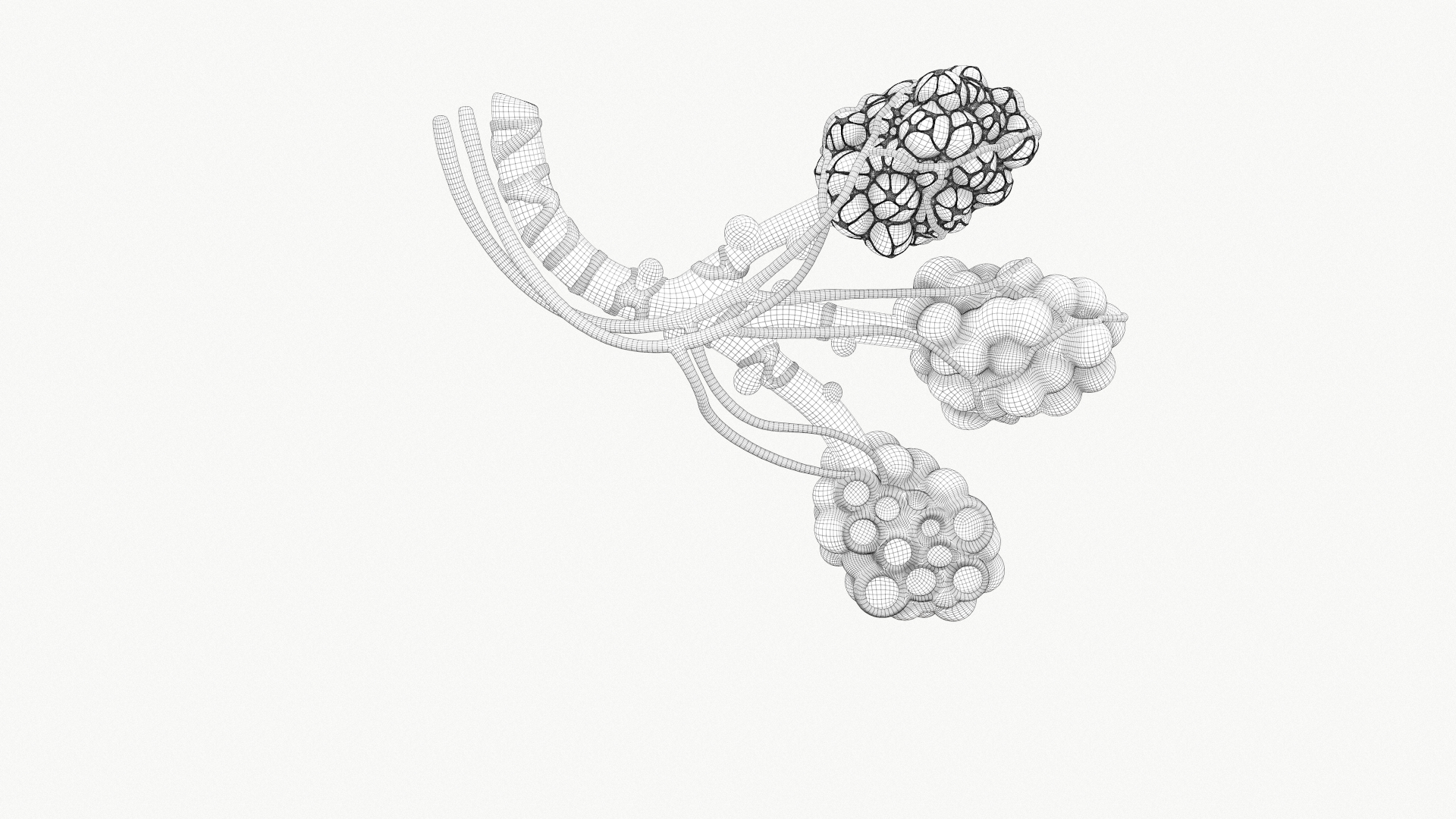 3D Realistic Human Bronchi Alveoli Model - TurboSquid 1499686