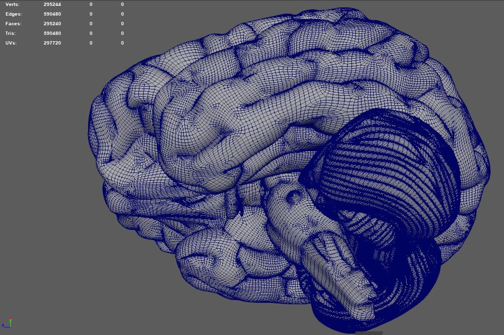 Anatomy Brain 3D Model - TurboSquid 1501498