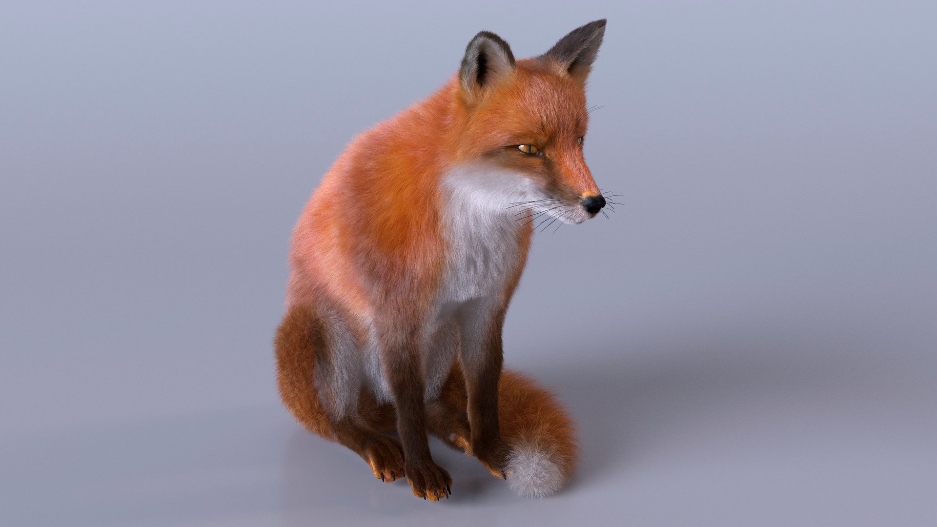 3D Model European Fox Sitting Pose Fur - TurboSquid 2182885