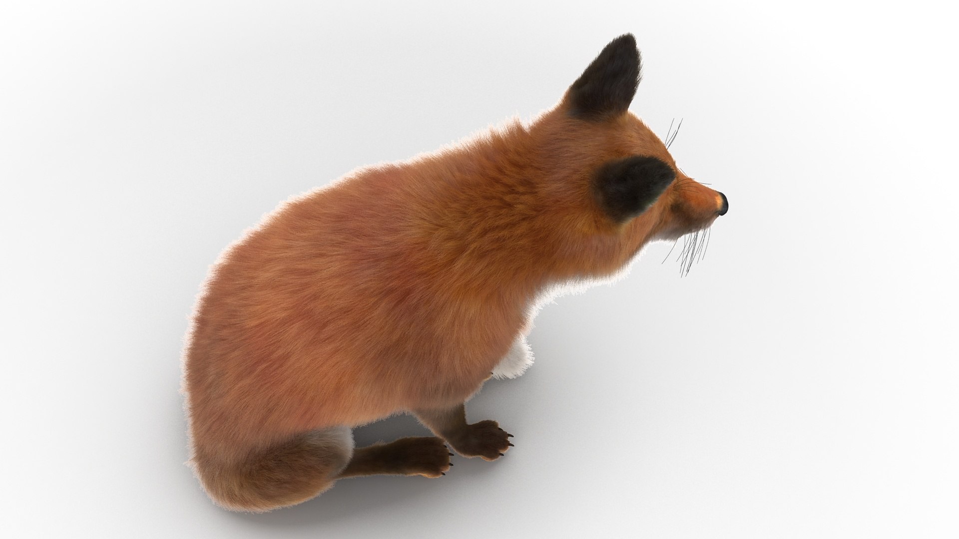 3D Model European Fox Sitting Pose Fur - TurboSquid 2182885