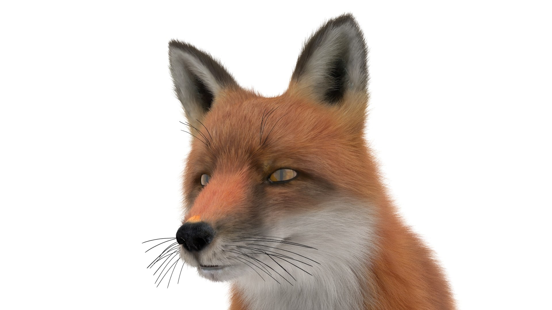 3D Model European Fox Sitting Pose Fur - TurboSquid 2182885