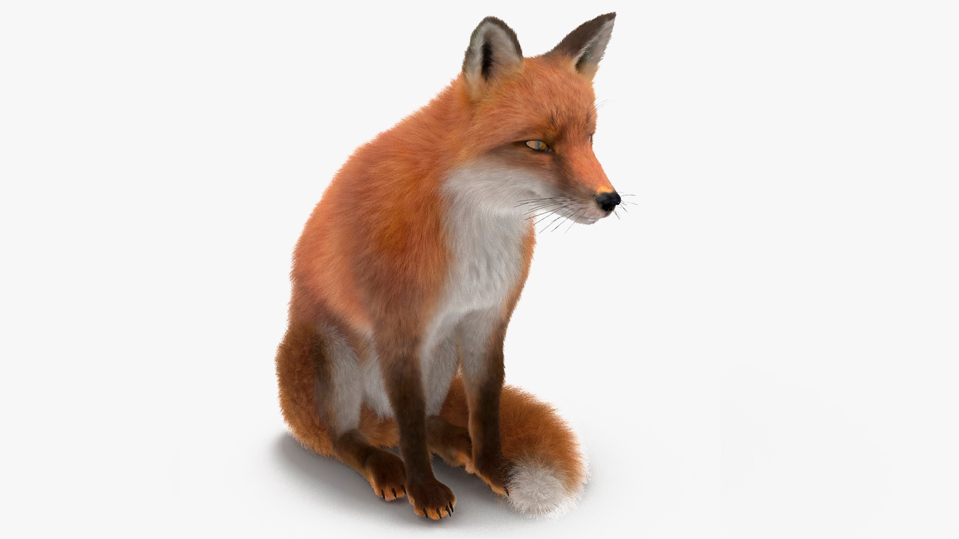 3D Model European Fox Sitting Pose Fur - TurboSquid 2182885