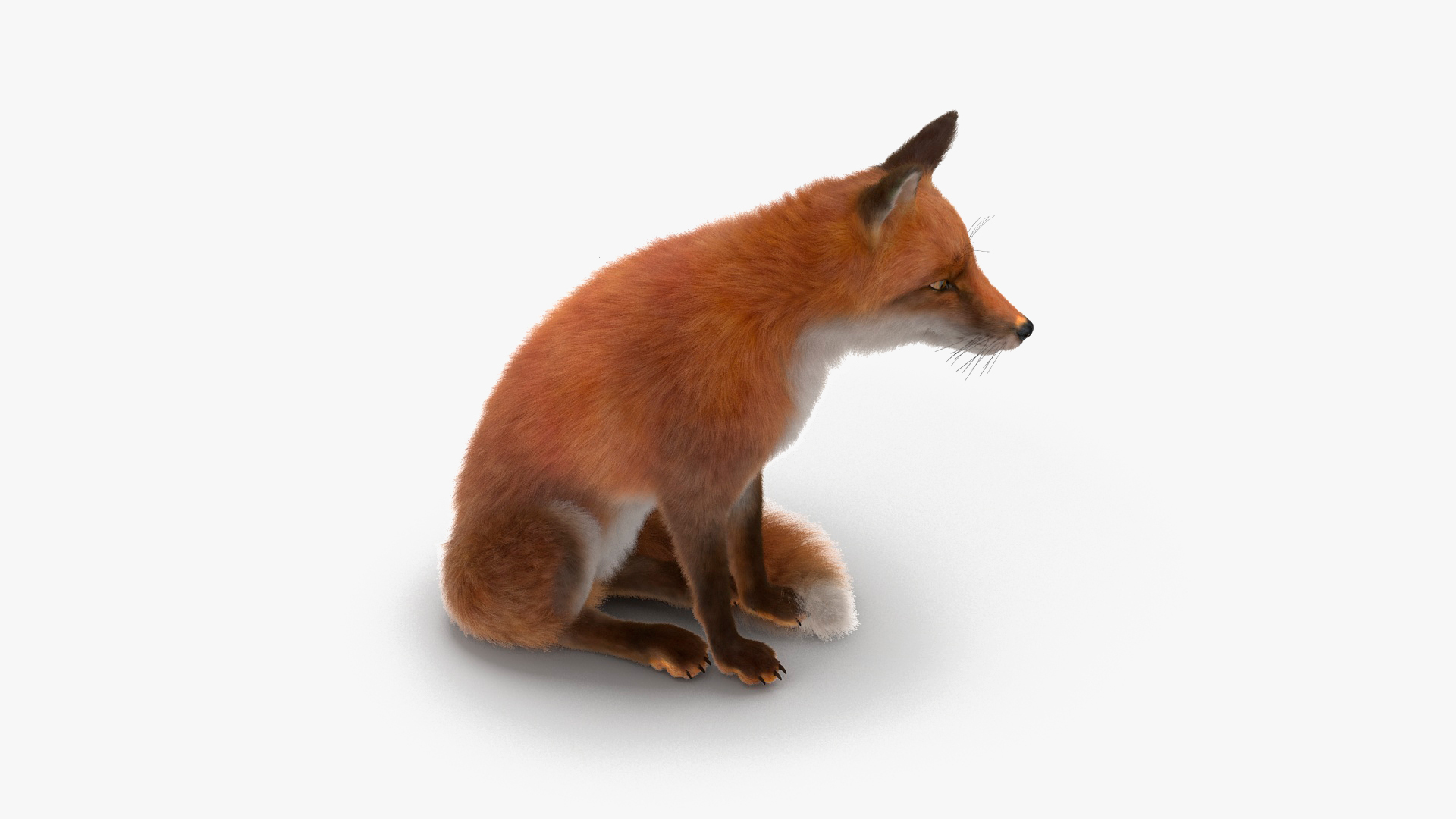 3D Model European Fox Sitting Pose Fur - TurboSquid 2182885