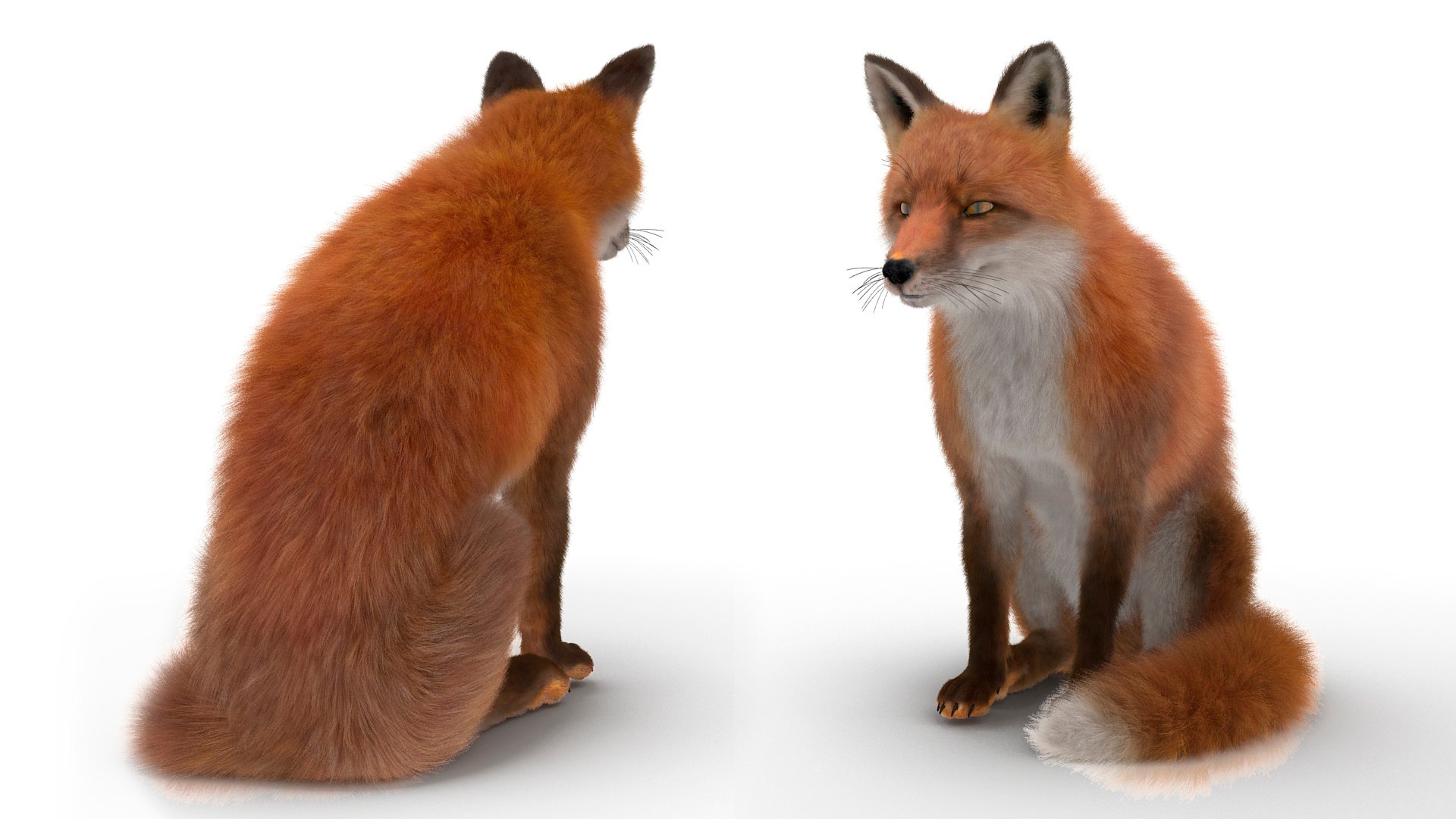 3D Model European Fox Sitting Pose Fur - TurboSquid 2182885