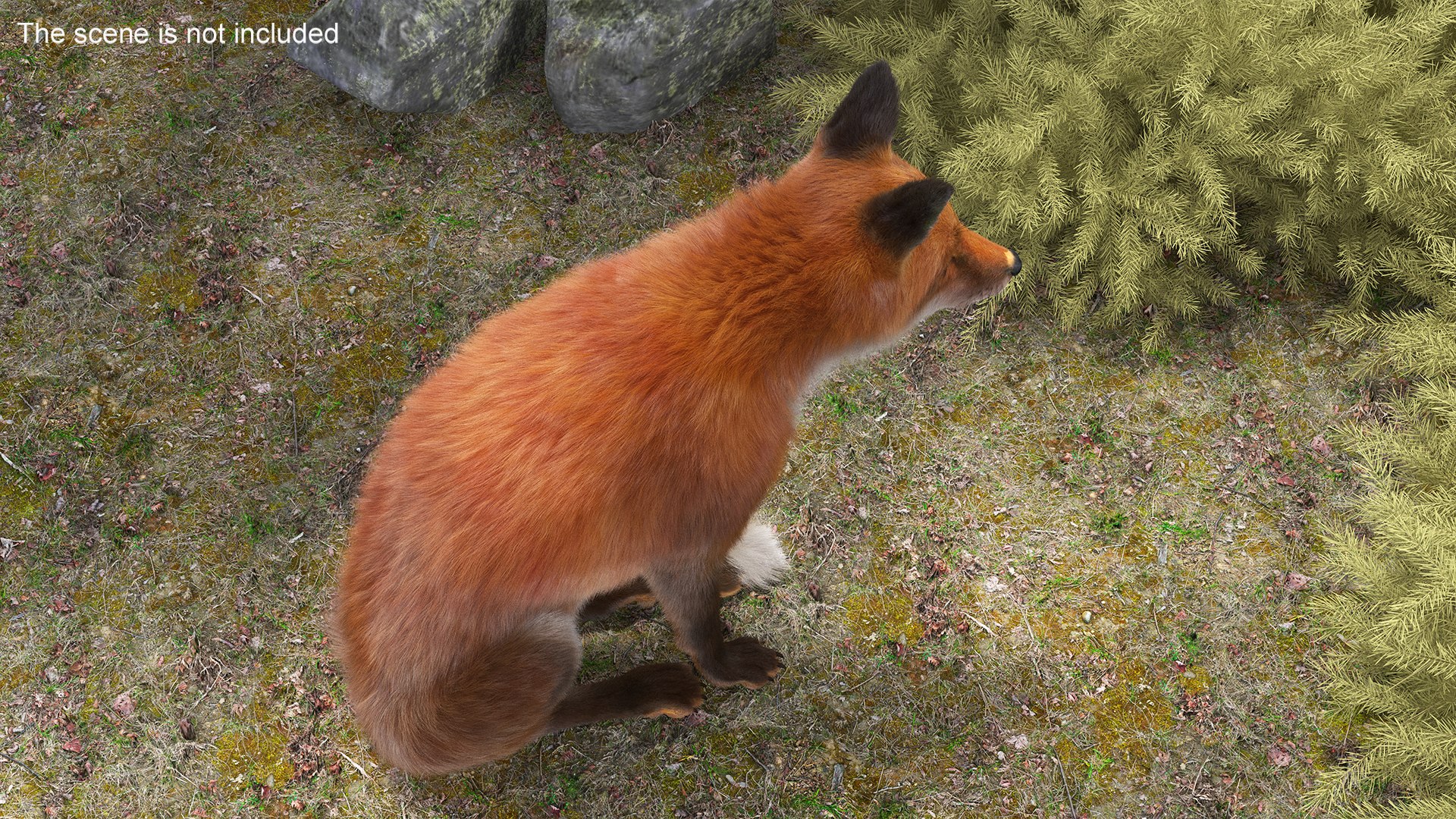 3D Model European Fox Sitting Pose Fur - TurboSquid 2182885