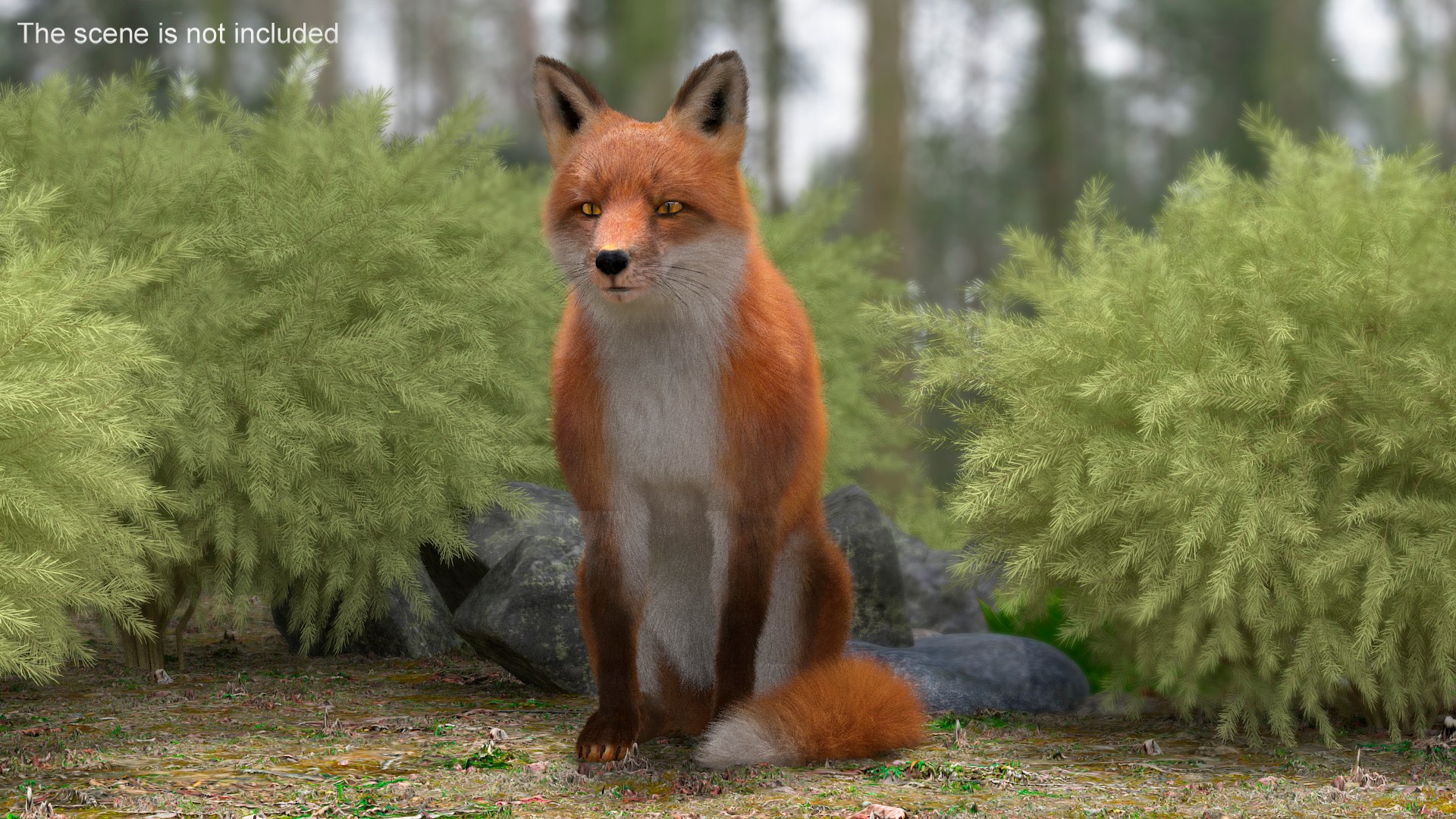 3D Model European Fox Sitting Pose Fur - TurboSquid 2182885