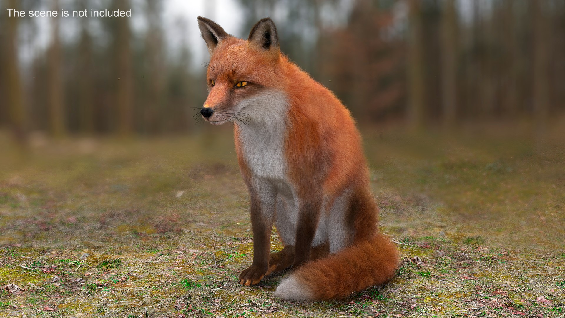 3D Model European Fox Sitting Pose Fur - TurboSquid 2182885
