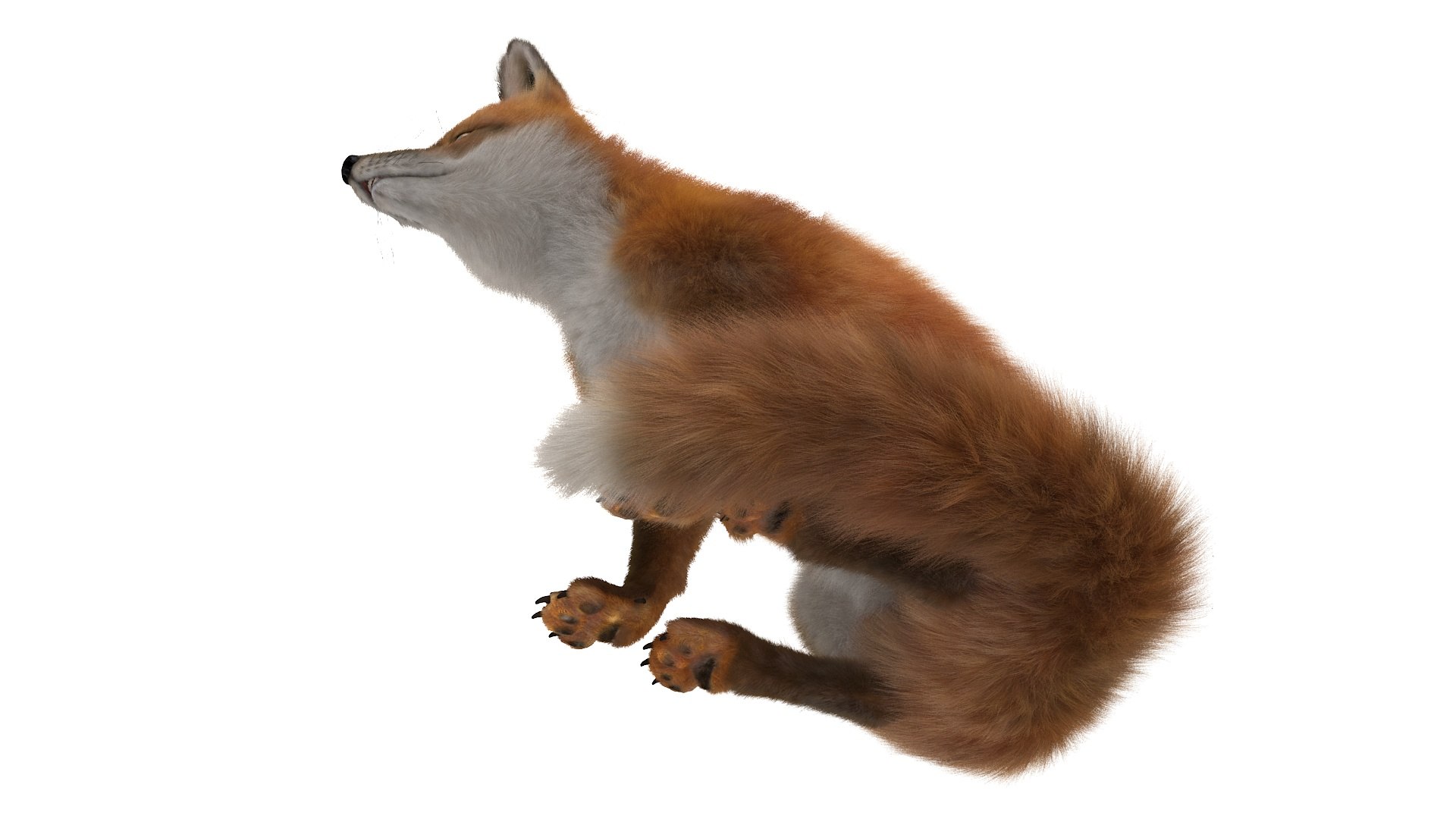3D Model European Fox Sitting Pose Fur - TurboSquid 2182885