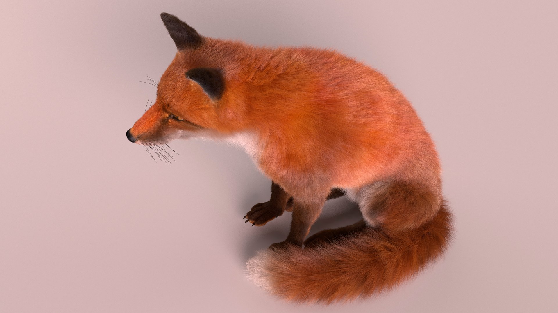 3D model European Fox Sitting Pose Fur - TurboSquid 2182885
