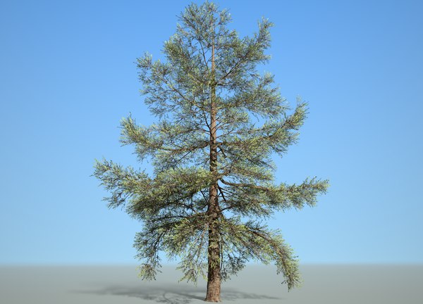 Animated Evergreen Tree 3D Models for Download | TurboSquid