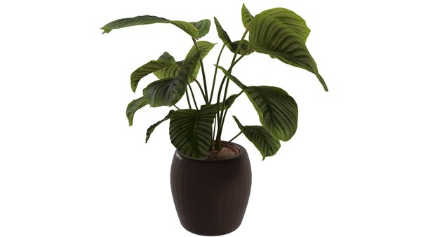 modelo 3d Planta Calatea - TurboSquid 2229493