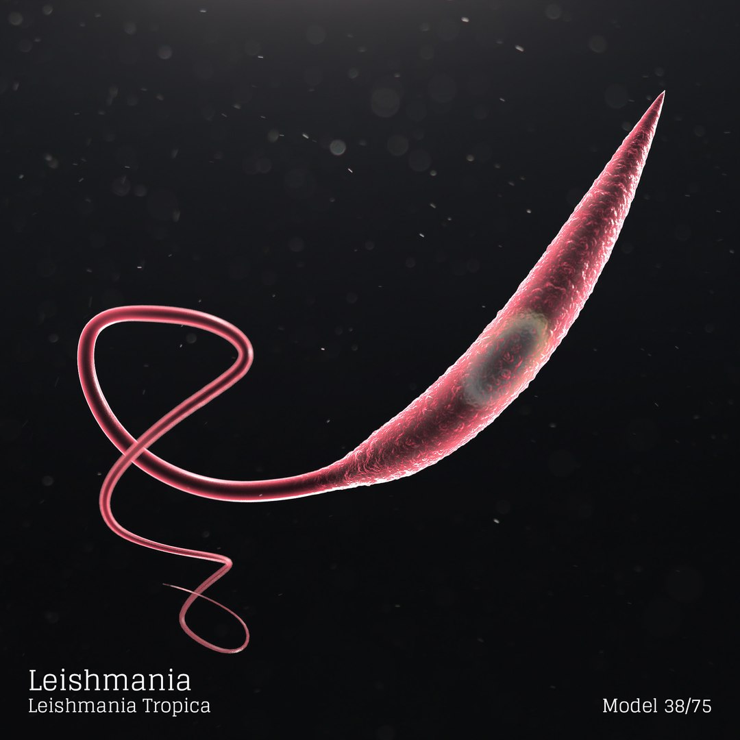 Microbes Bacteria Cells 3D Model - TurboSquid 1626188