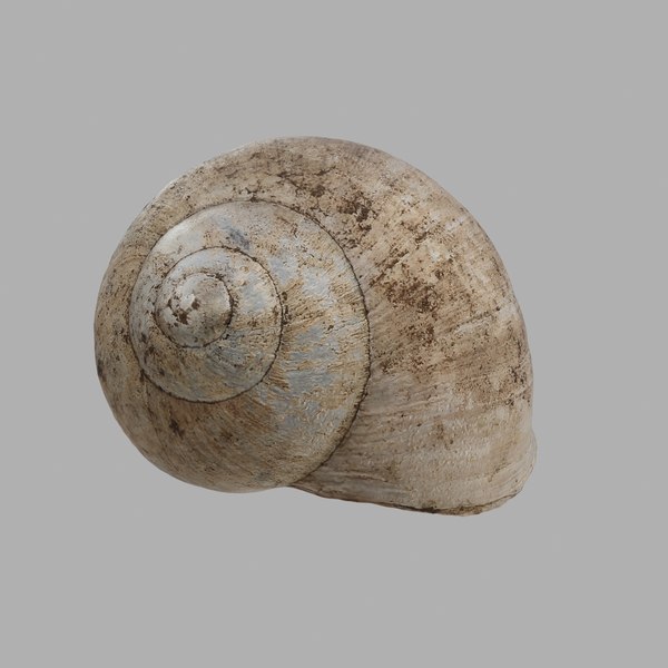 Snail Shell 3D Models for Download | TurboSquid