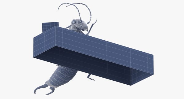 3D ear wig earwig - TurboSquid 1375554