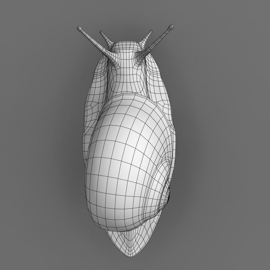 Snail Shell 3d Model
