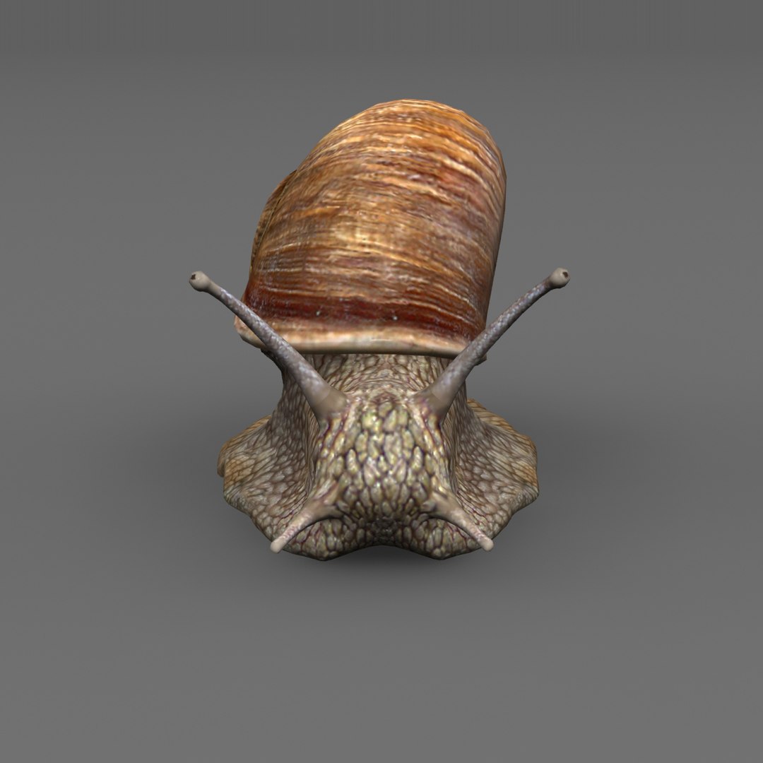 Snail Shell 3d Model