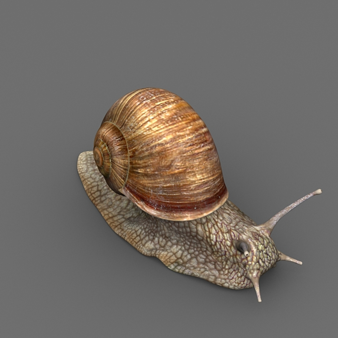 Snail Shell 3d Model