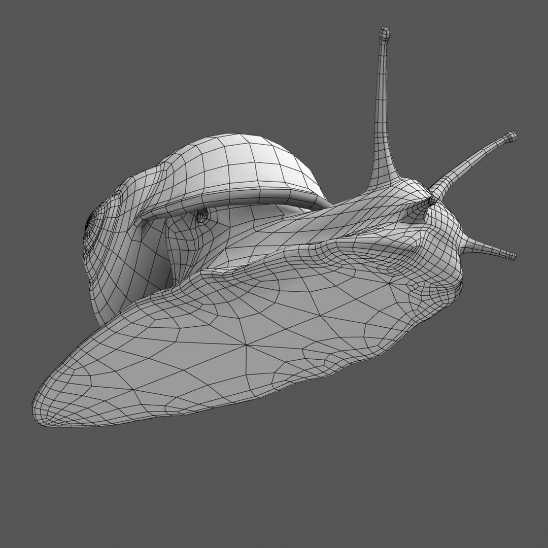 Snail Shell 3d Model