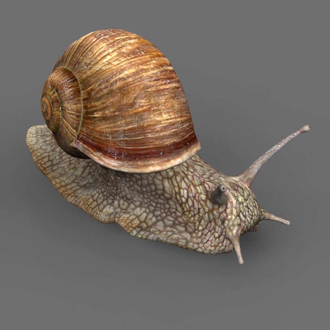 Snail Shell 3d Model