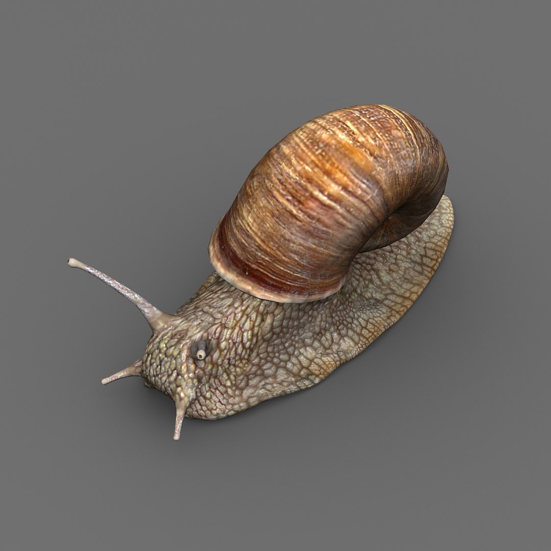 Snail Shell 3d Model